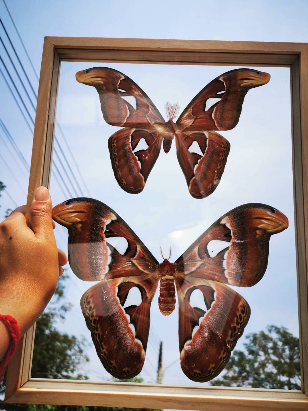 Real Butterfly Atlas Mothf&m Insect Set Taxidermy Double Glass Frame ...