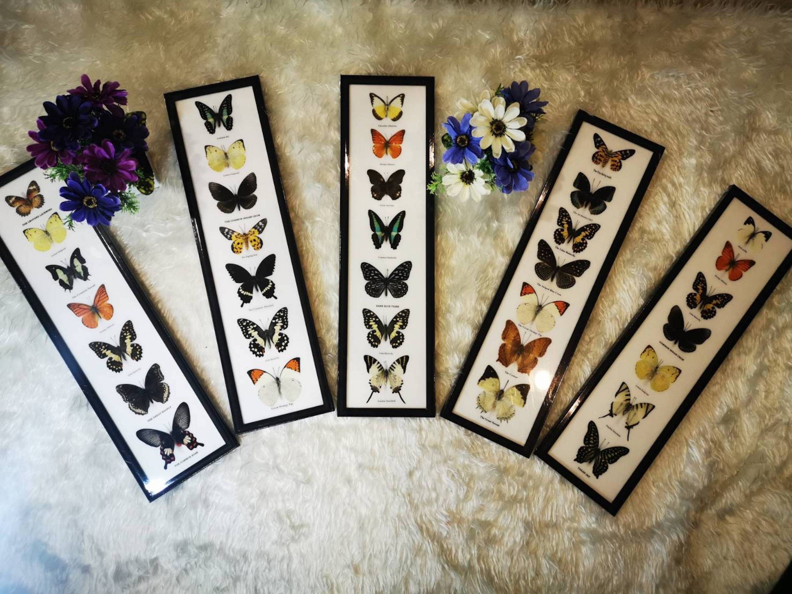 Real Mix Set BUTTERFLY Taxidermy Insect Display Frame Wall Mount Home ...