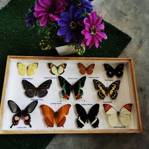 Real Mix 11 Butterfly Insect Taxidermy in Box Wood Frame Display Home ...
