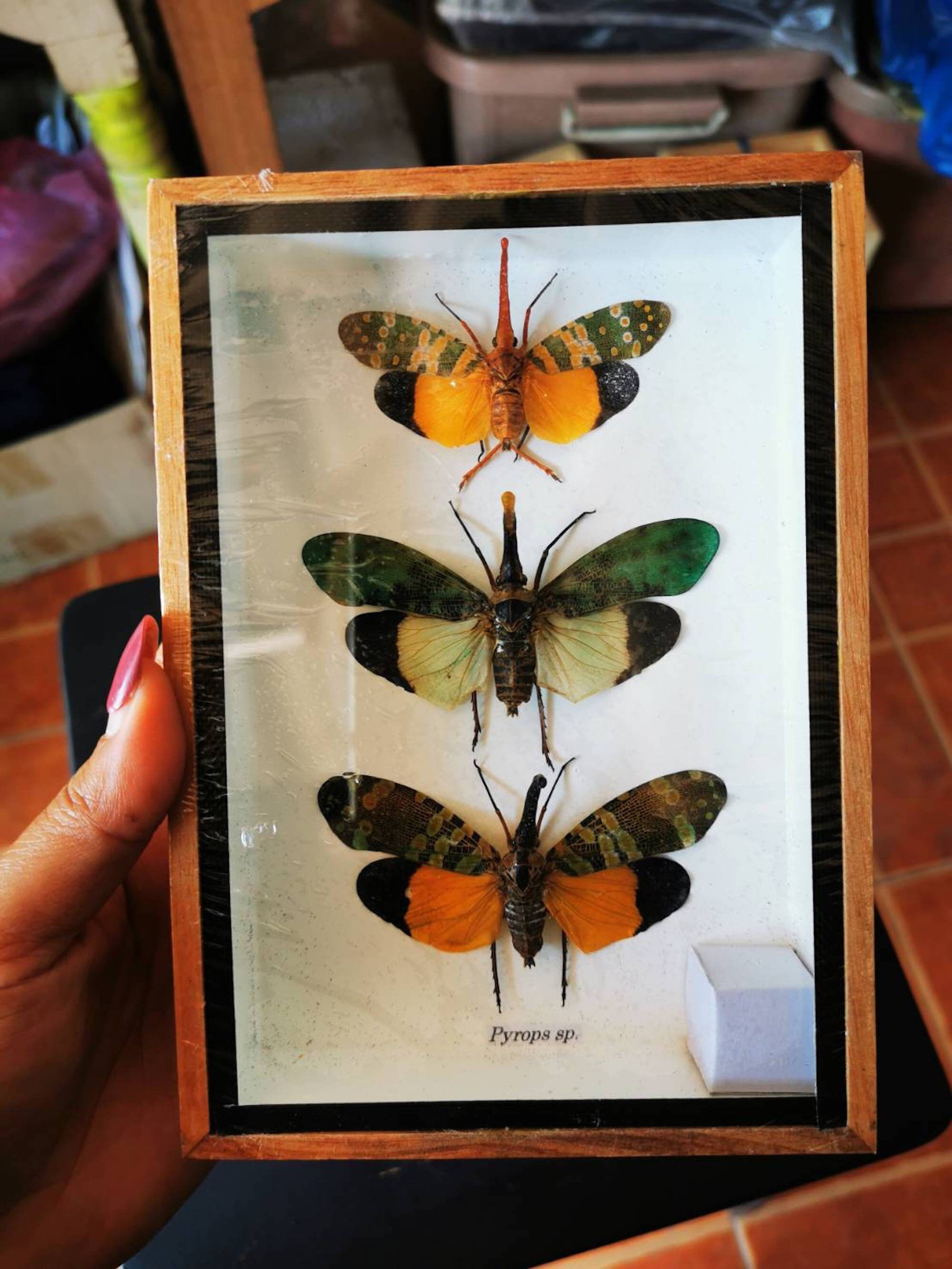 Real Pyrops Sp Lanternfly Insects Taxidermy Wood Box Display | Etsy