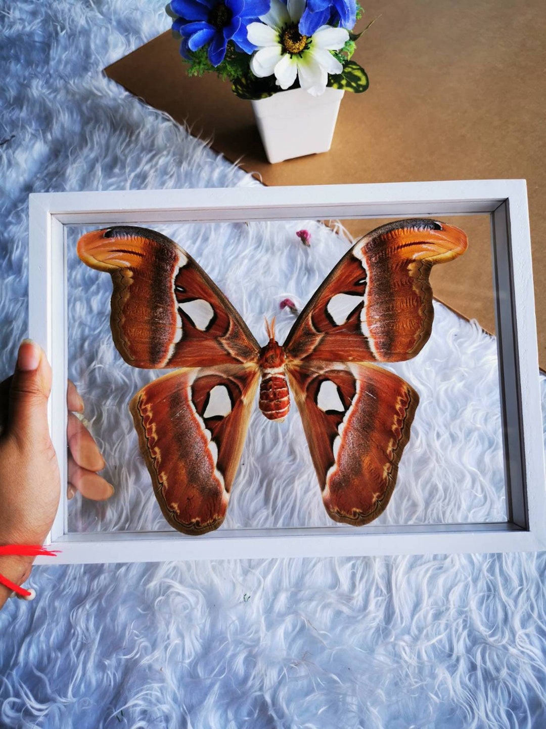 Set Atlas Moth F Butterfly Insect Taxidermy Double Acrylic Glass White ...