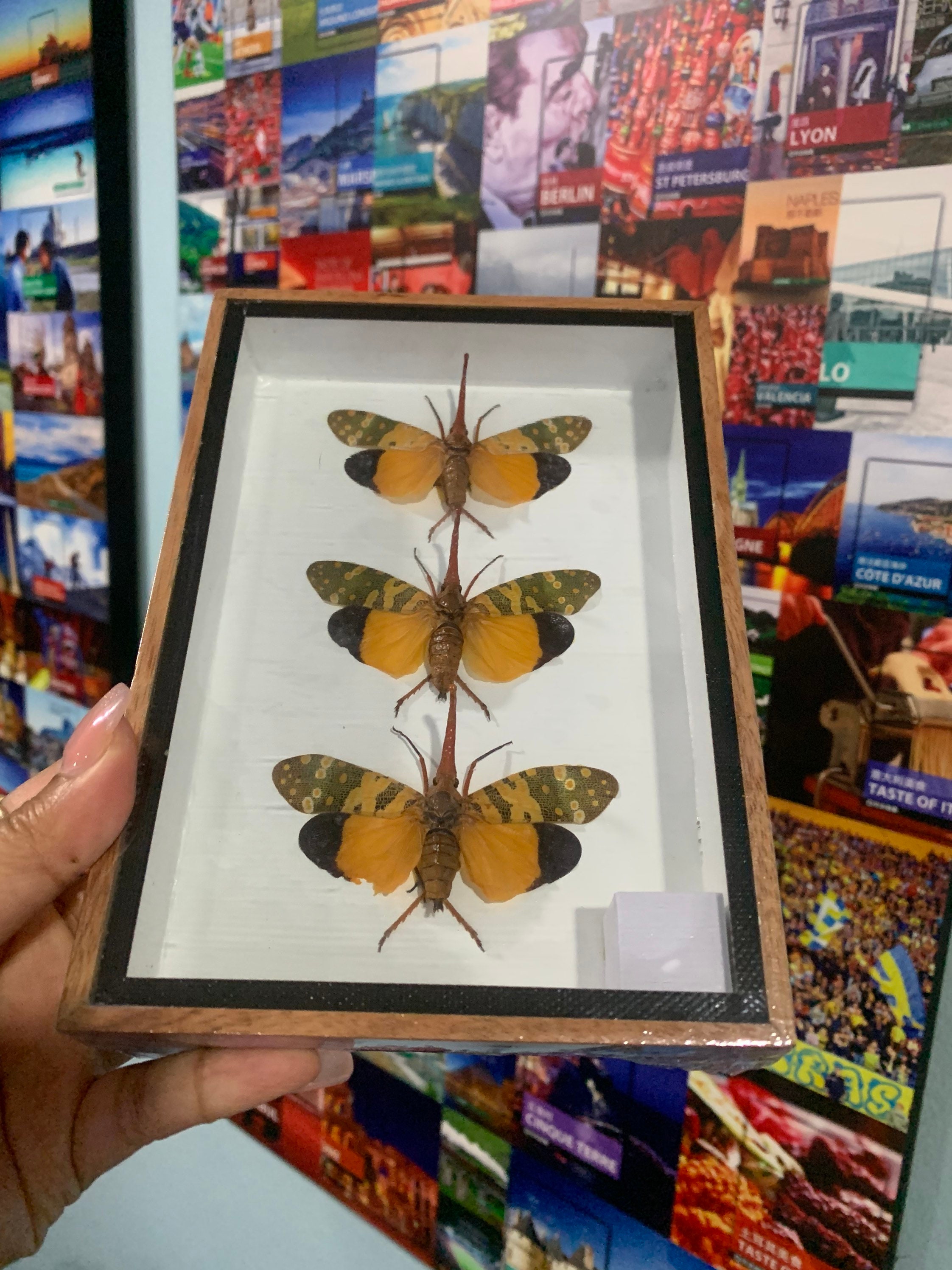 Real Pyrops Sp Lanternfly Insects Taxidermy Wood Box Display Home Decor ...