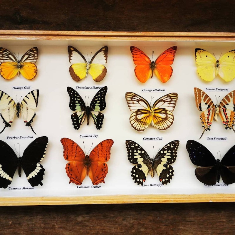 Butterfly Display - Etsy
