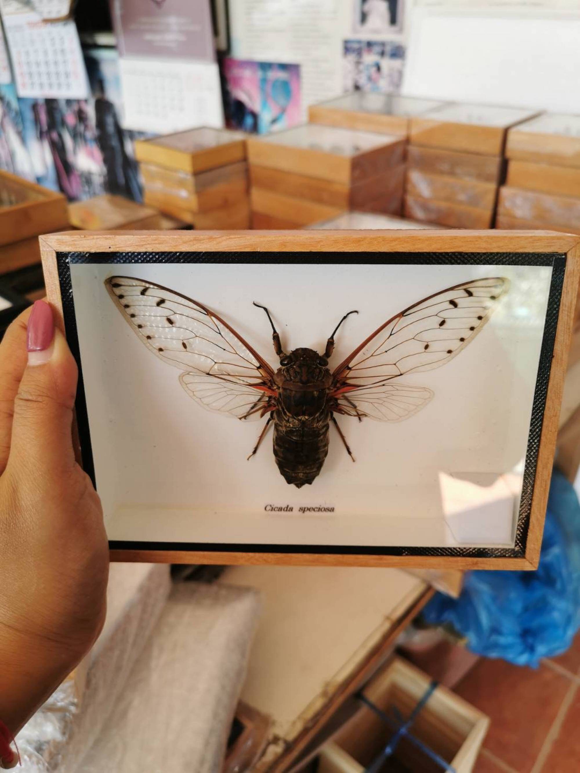 Real Giant Cicada Speciosa Taxidermy Insect in Display Wood - Etsy UK