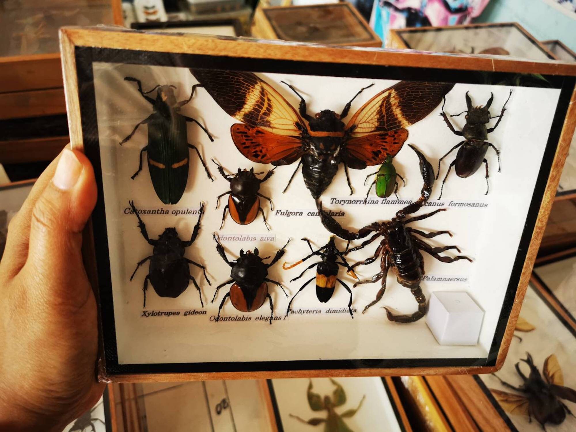 Set Mix Collection Insect Bugs Taxidermy Wood Box Display In | Etsy