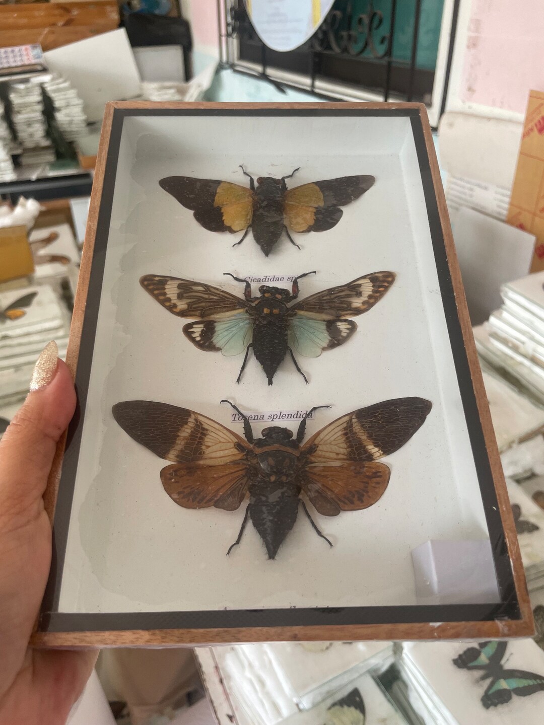 3 Mix CICADA Bugs Reall Taxidermy Insect in Display Wood Frame Home ...