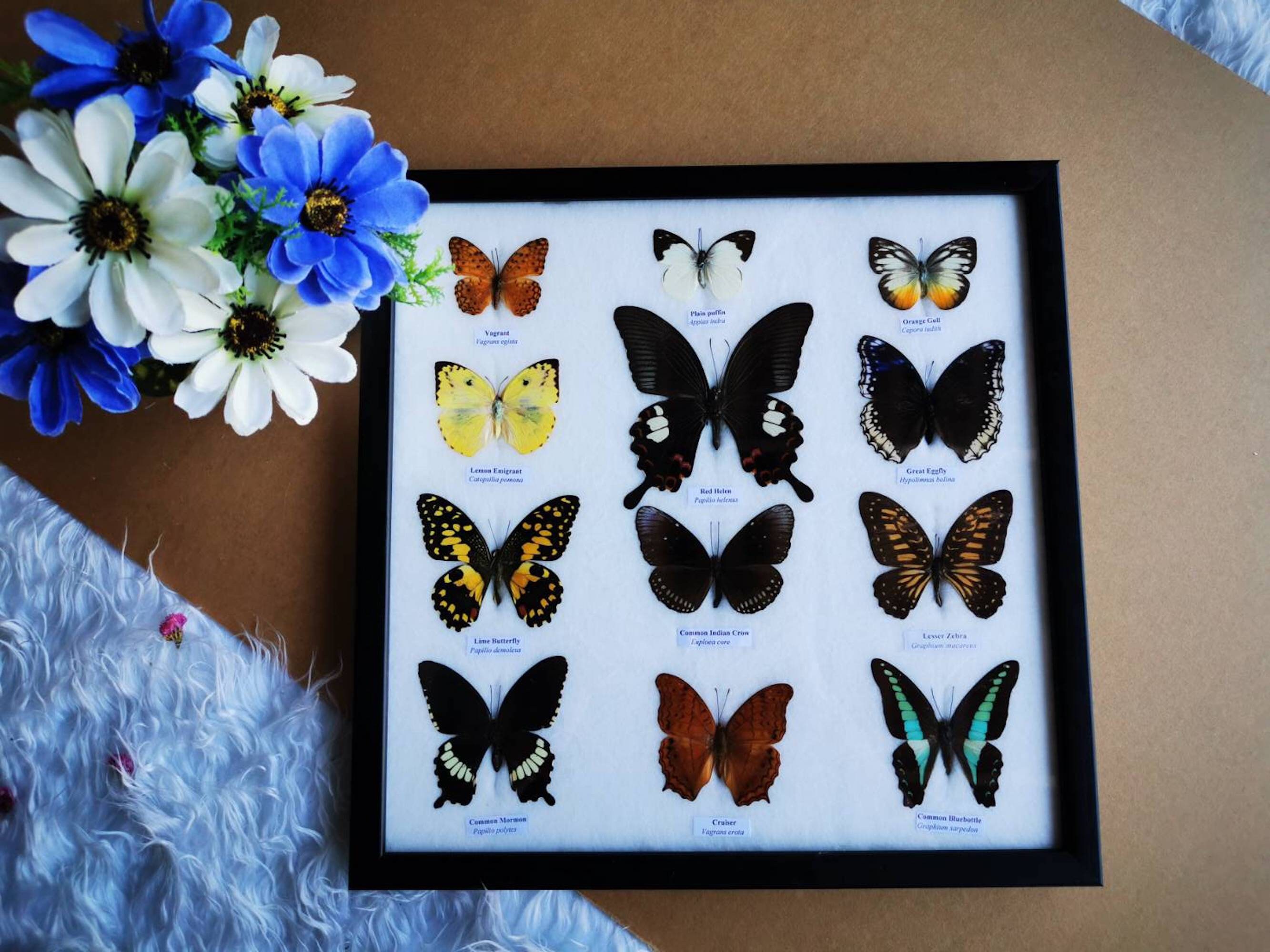 Mix Butterfly Insect Taxidermy Entomology Frame Display Home - Etsy