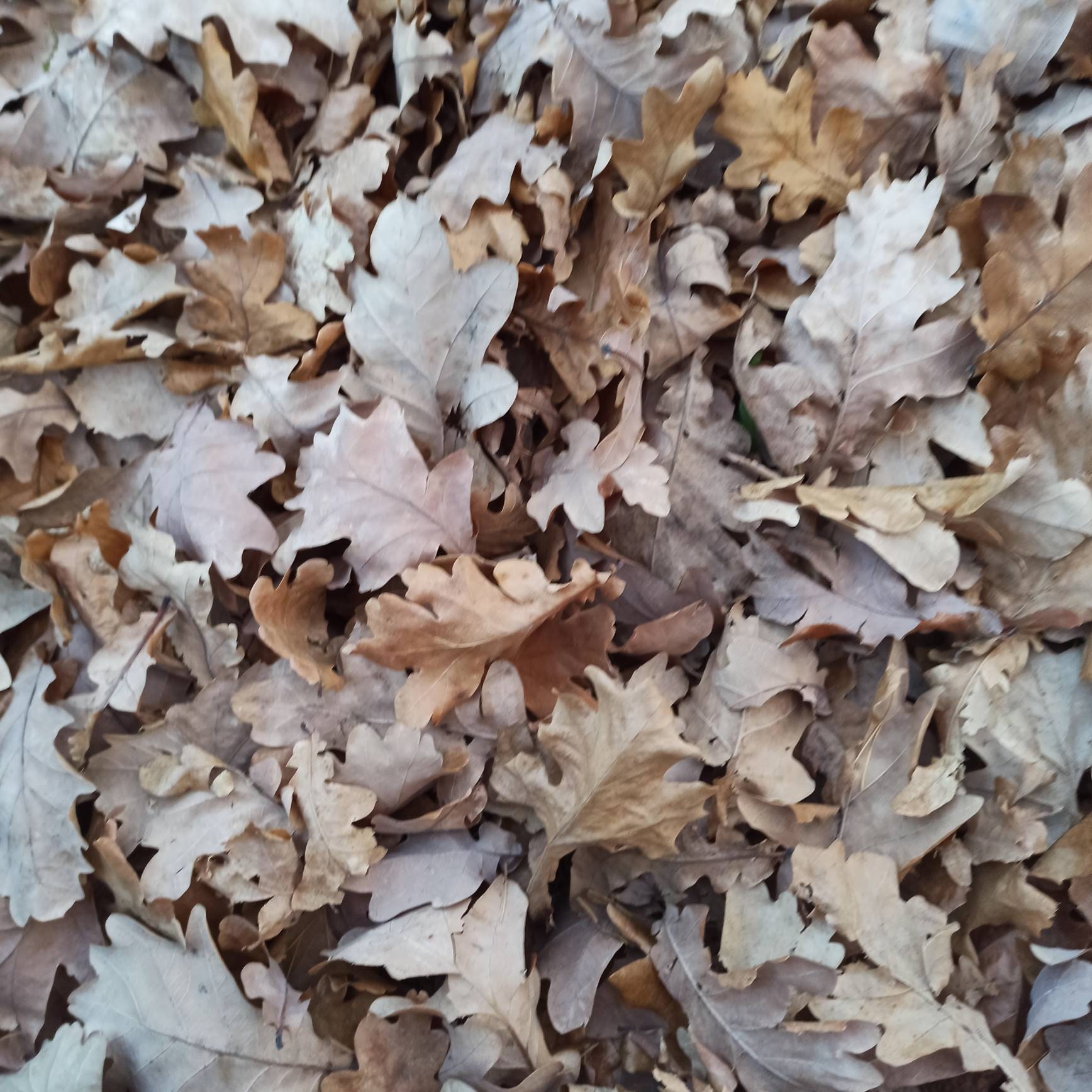 Leaf Litter Hermit Crab Live Oak Leaf Litter - Etsy