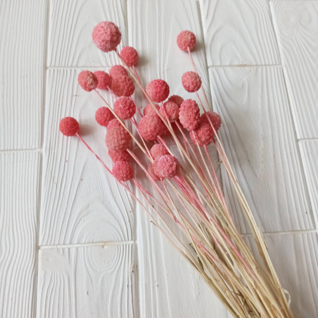 10 Pcs Pastel Pink Billy Buttons, Pink Dried Flowers, Home Decor Floral ...