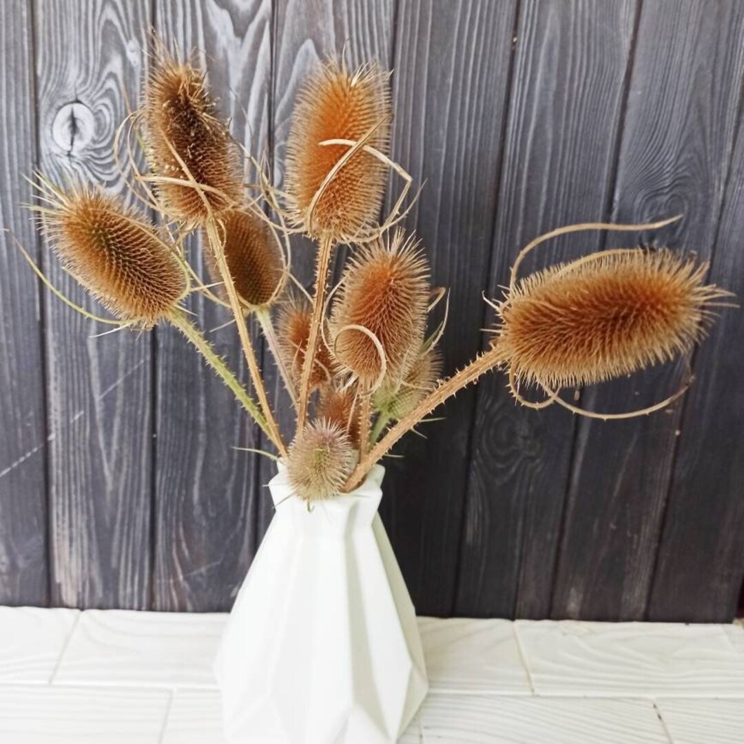 30 Stems Natural Thistle Dried, Teasels, Dried Thistle - Etsy