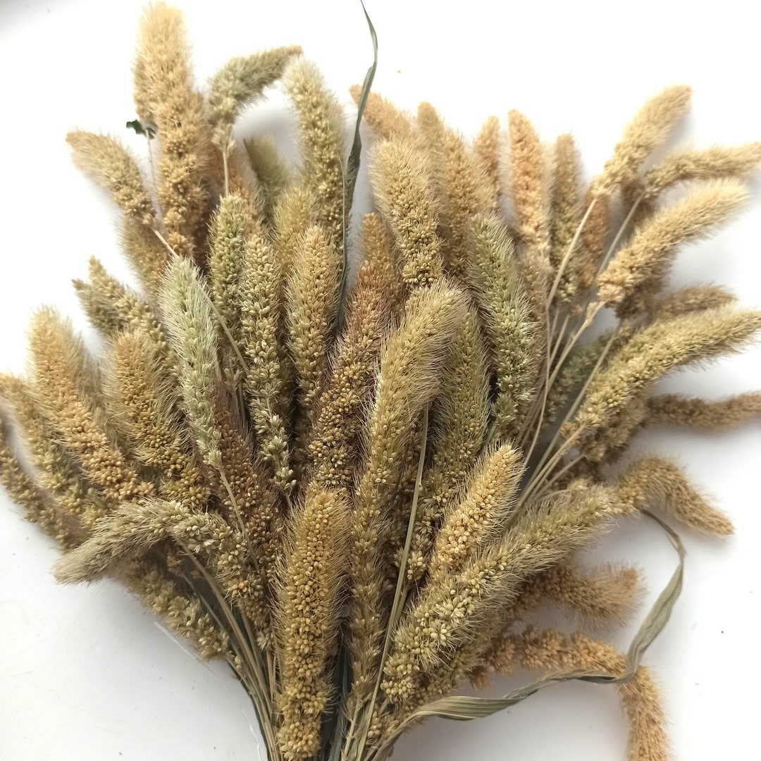 Organic Mohair Millet, Hamster Sprays, Chinchilla Sprays - Etsy