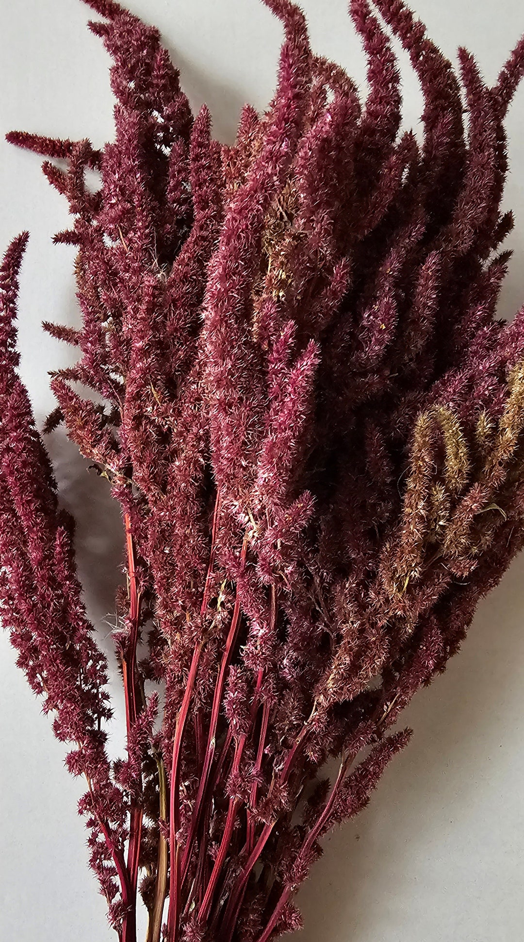 Organic Amaranth,dried Amaranth for Hamster,hamster Treat, Hamster ...