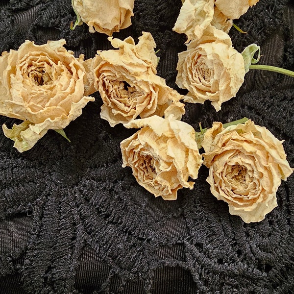 Miniature Dried White Roses - Etsy