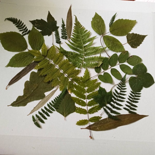Pressed Leaves - Etsy