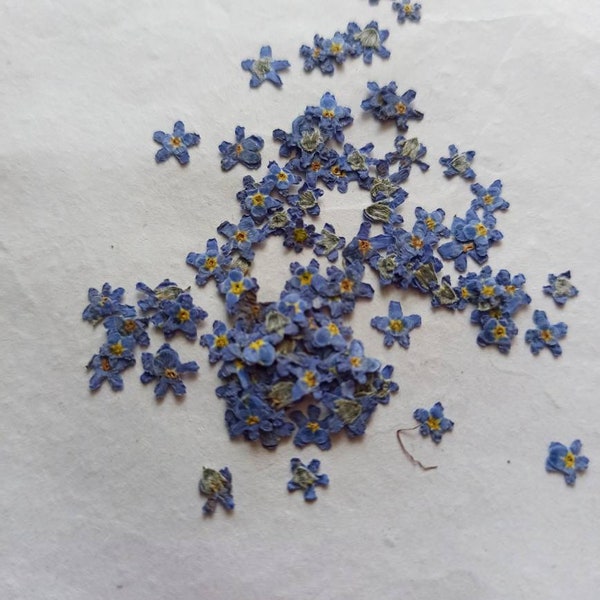 Dried Forget Me Not - Etsy