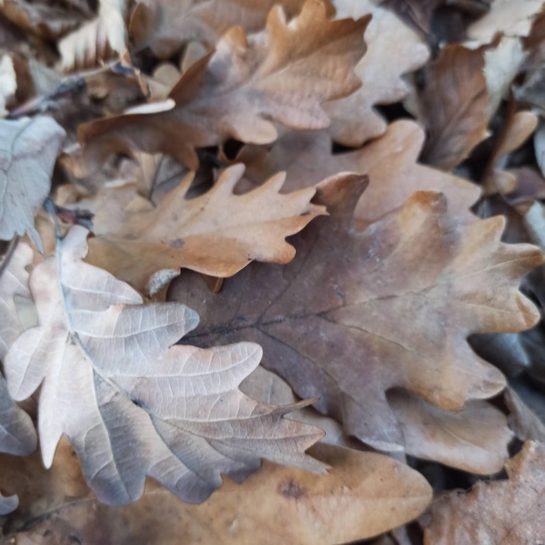 Leaf Litter Hermit Crab Live Oak Leaf Litter - Etsy