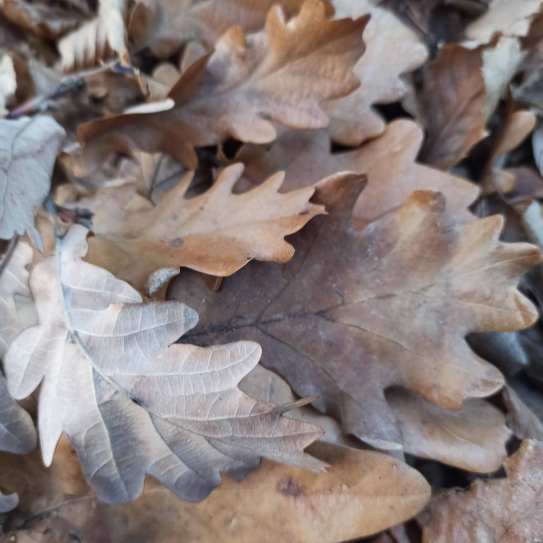 Leaf Litter Hermit Crab Live Oak Leaf Litter - Etsy