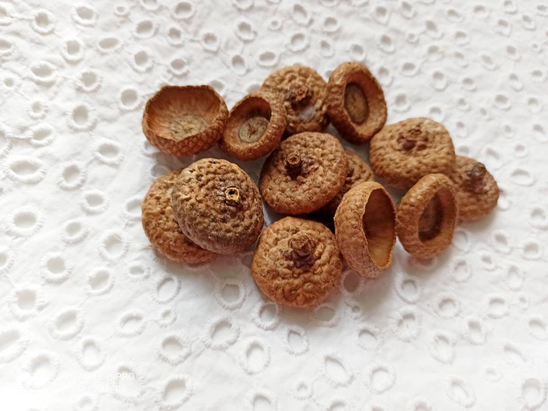 100 Large Acorn Caps\organic Acorn Caps\real Acorn Tops\dried Acorn ...