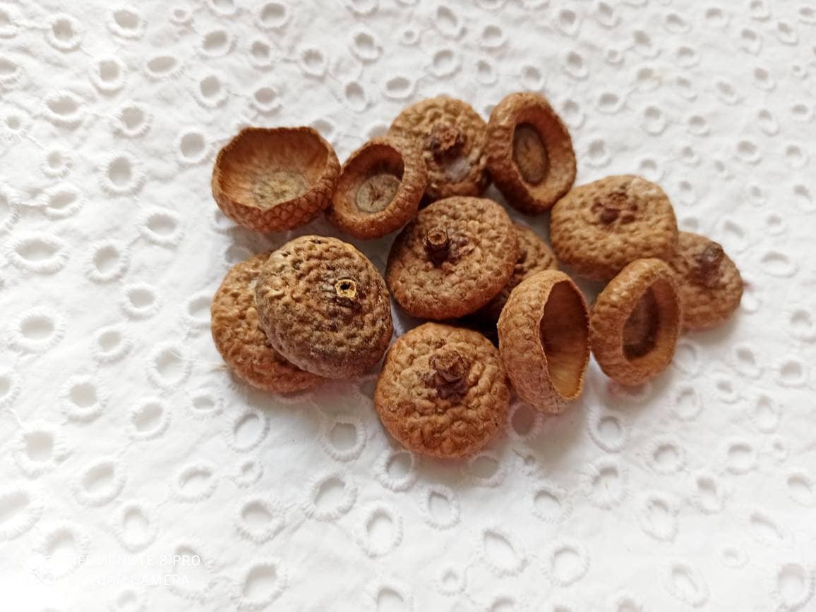 100 Large Acorn Capsorganic Acorn Capsreal Acorn Topsdried Acorn ...