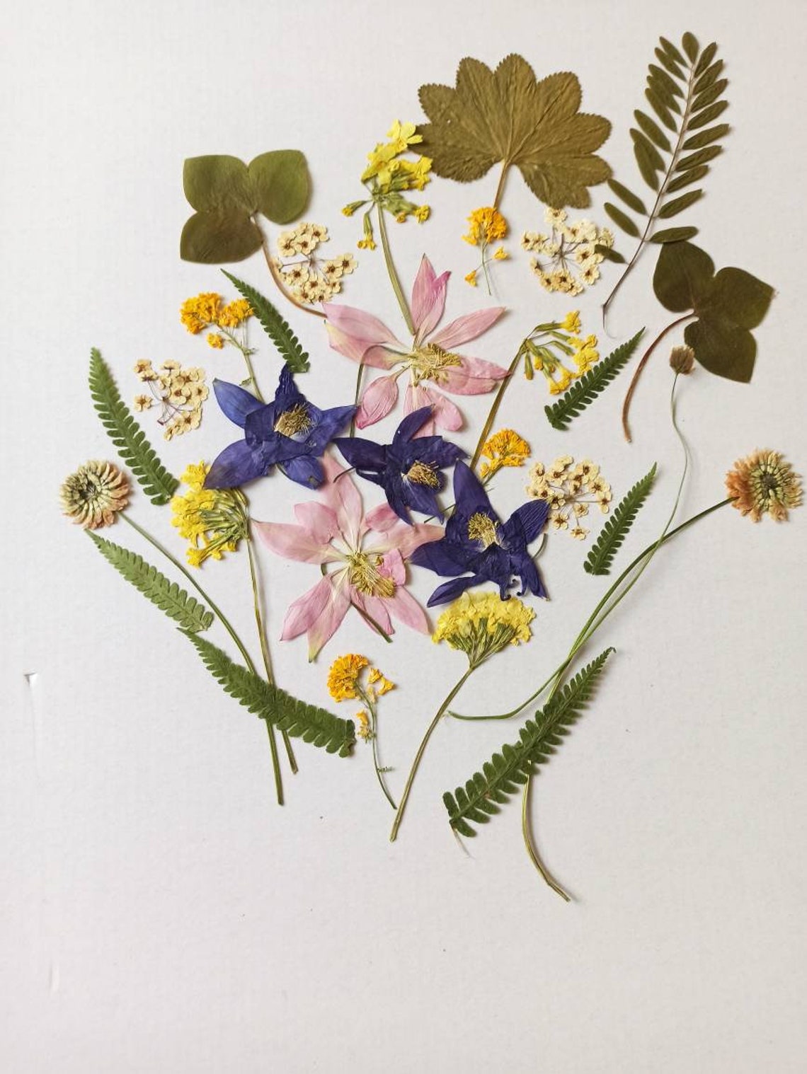 Pressed flowerpressed flower frameflowers for craftsflowers | Etsy