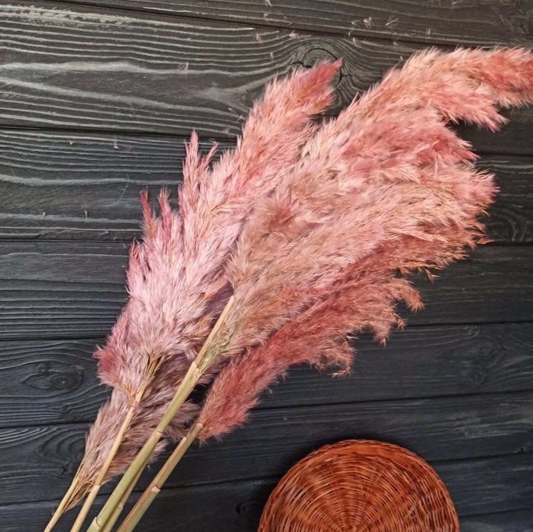 Pastel Pink Grass,feather Reed Grass,pampasgras,natural Dried Pampas ...