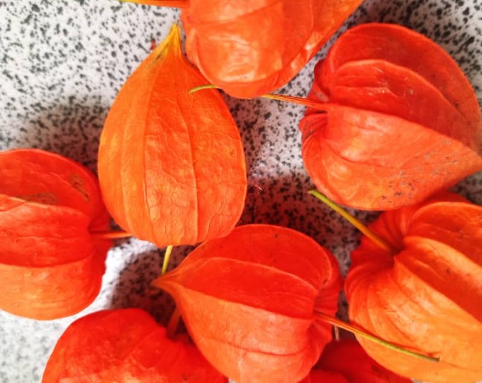 100 Dried Physalis,dried Chinese Lantern Pods,physalis Pods, Fall Decor ...