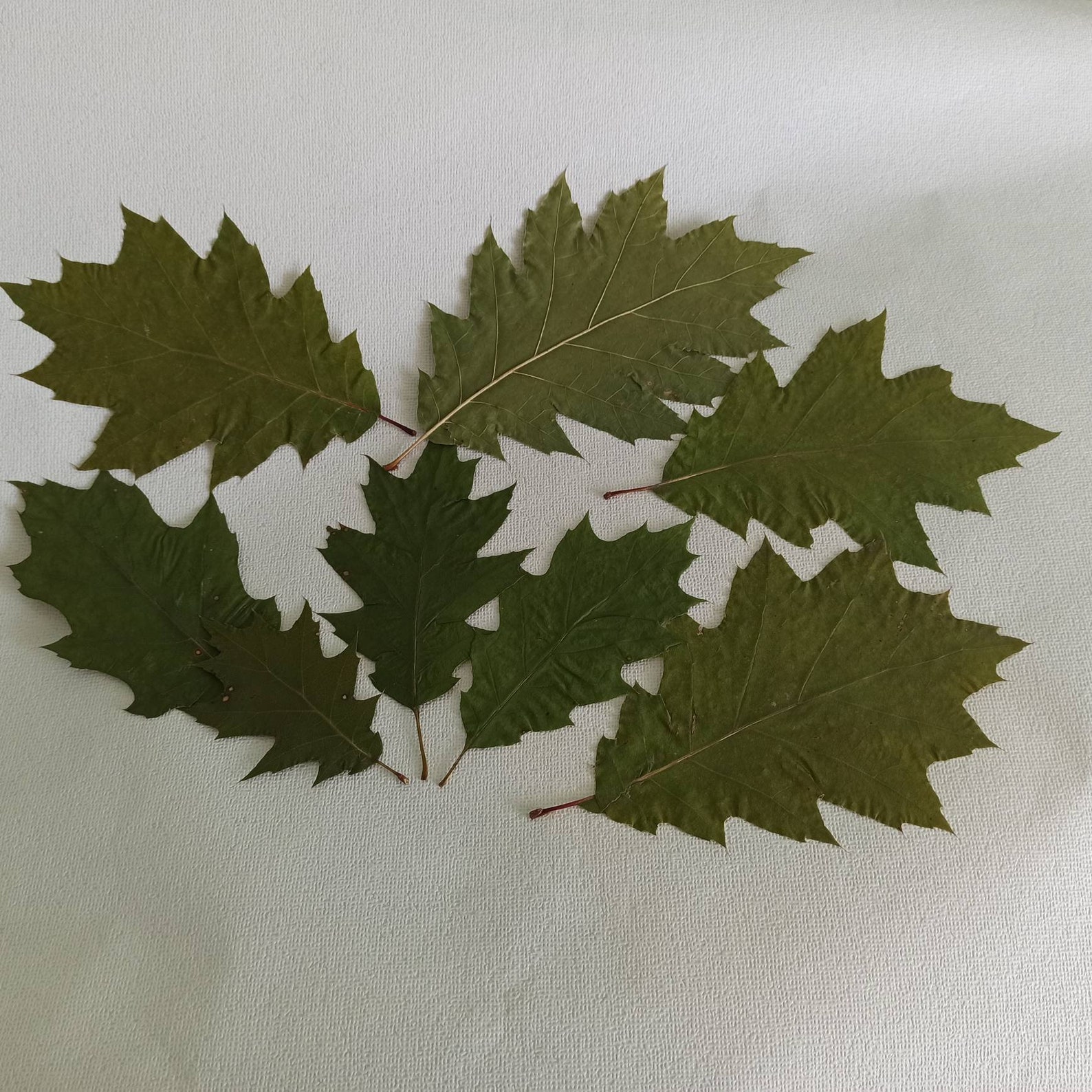 Real oak leaves. Natural dried pressed real oak leaves. Oak | Etsy