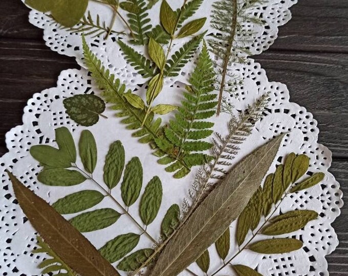 25 Pressed Leaves,material for Crafts,herbarium Leaves,dry Green Leaves ...