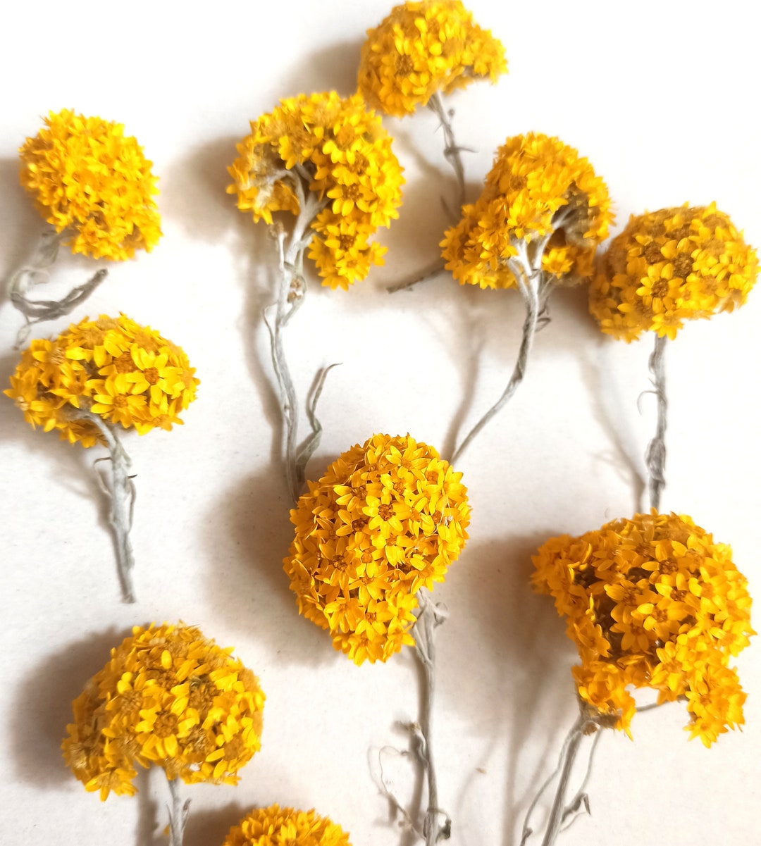 50 PCS Yellow Dried Flower Heads, DIY Crafting - Etsy