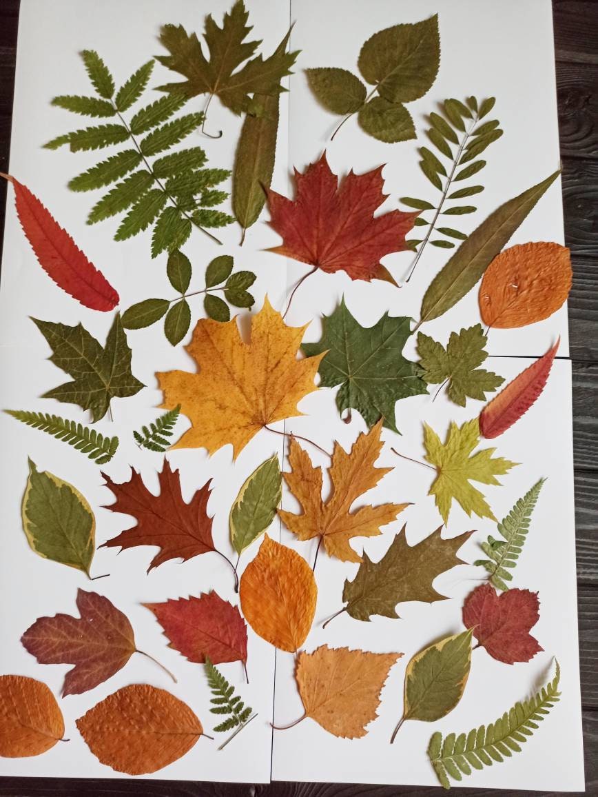 30 Units of Real Dried Pressed Mix Leaves, Different Leaves. Botanical ...