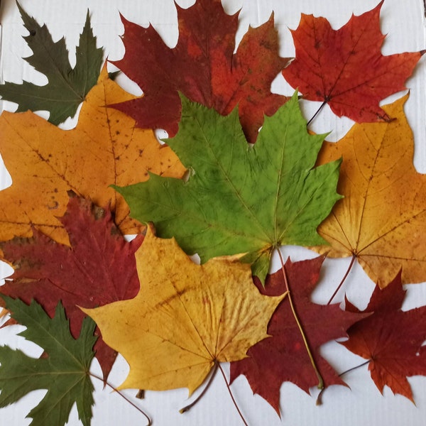 Real Maple Leaf - Etsy
