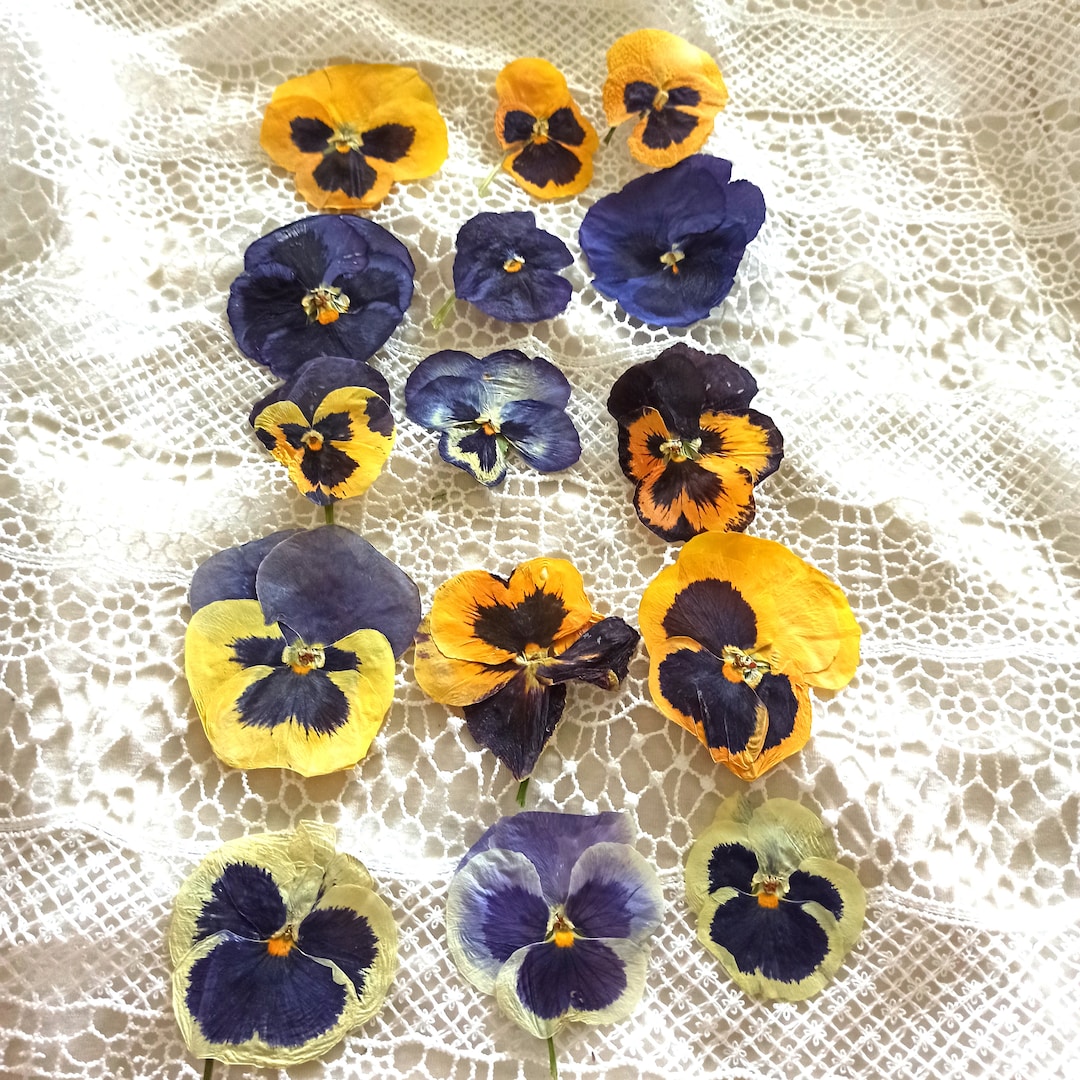 15 Dried Pansy Viola Flowers, Real Pressed Flowers, Embellishments - Etsy
