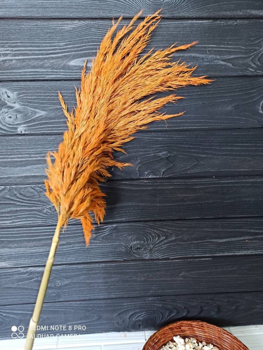 Pampas GrassOrange-Yellow Pampas GrassFeather pampas Light | Etsy