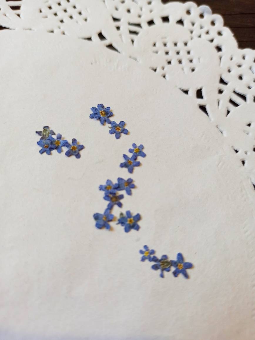 Pressed Forget-me-not Flowers 20\50pcs,blue Forget Me Nots Dried Flower ...