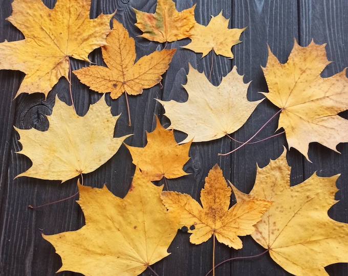 100 Dried Maple Leaves, Autumn Maple Leafs, Dried Pressed Leafs, Real ...