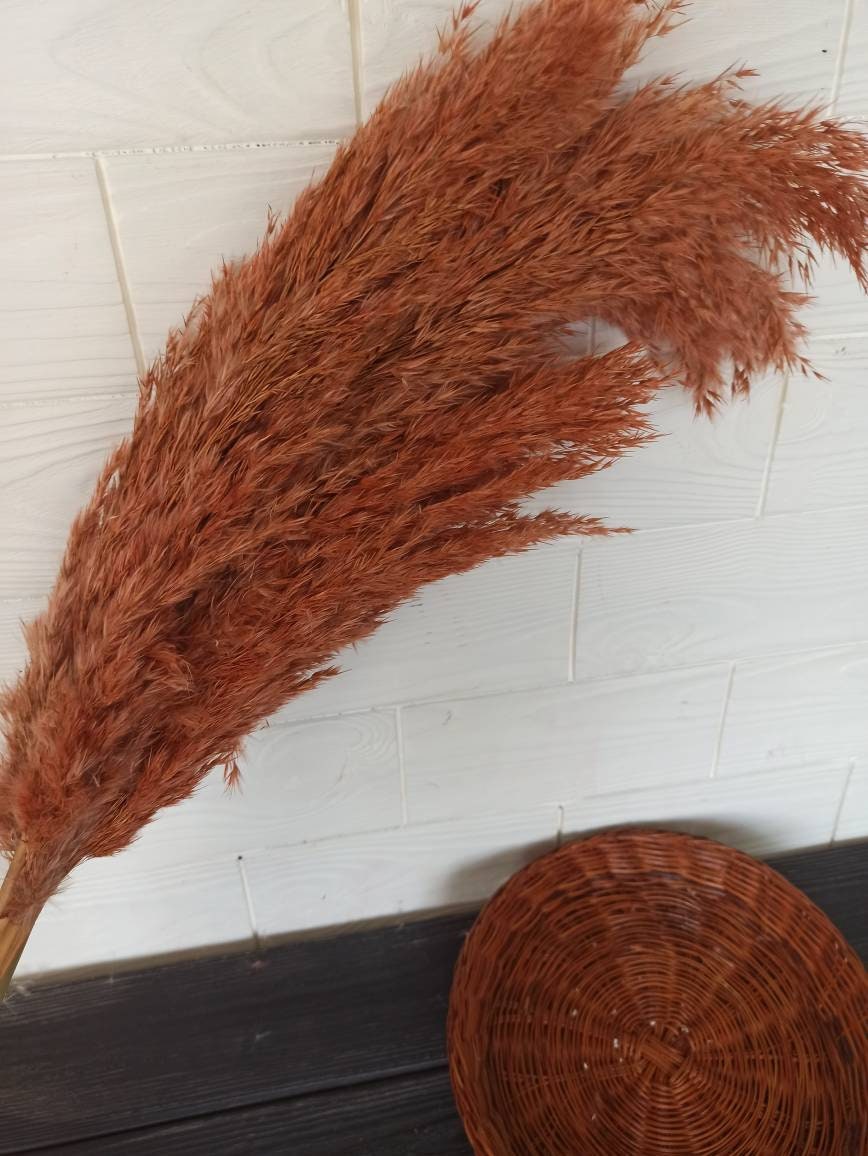 Pampas GrassOrange Pampas GrassFeather pampas Light | Etsy