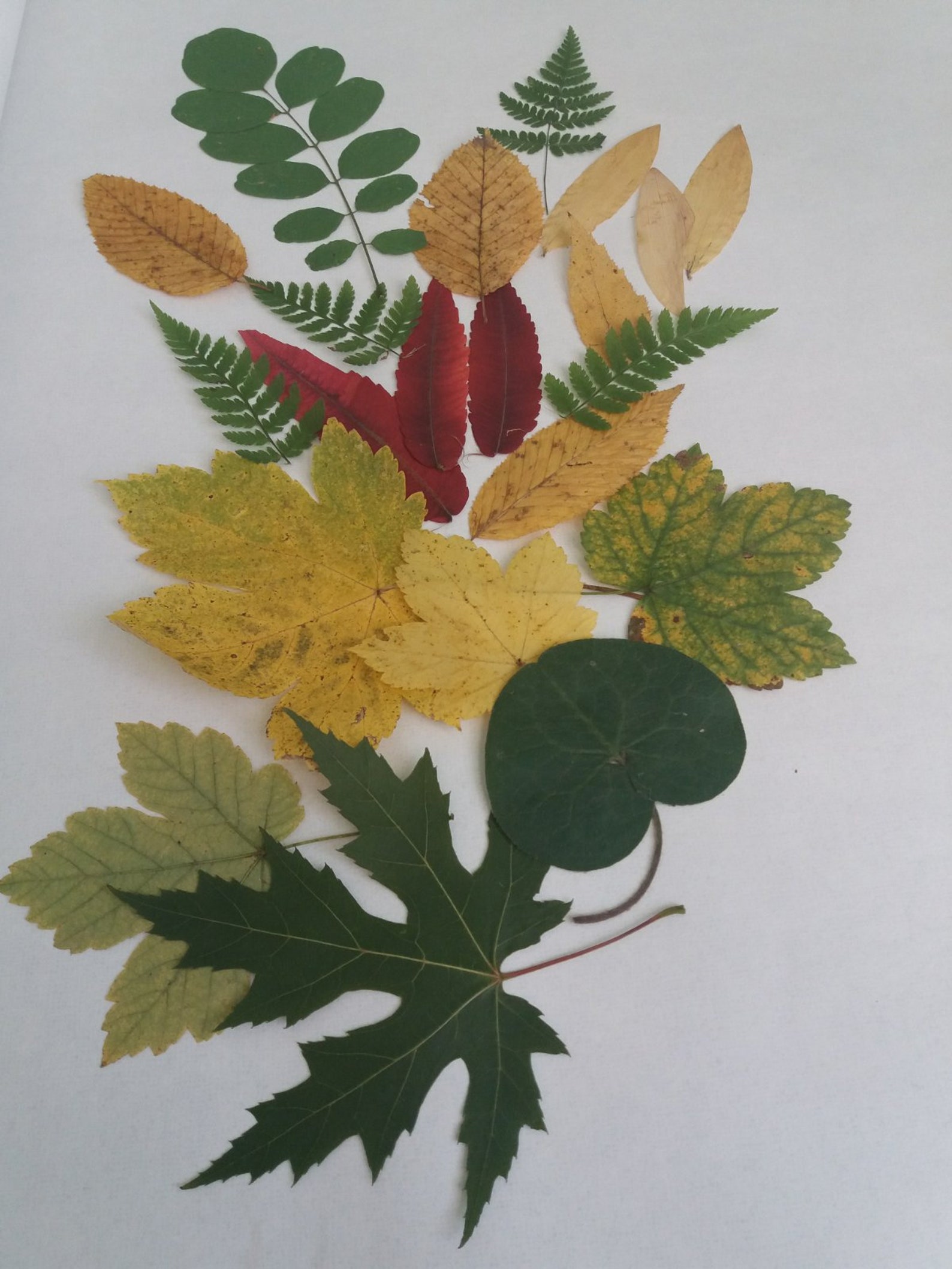 Pressed Fall Leaves Dried Autumn Leaves Thanksgiving Decor - Etsy