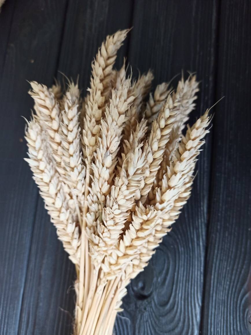 Organic Wheat Stalk , Wheat Spray - Etsy
