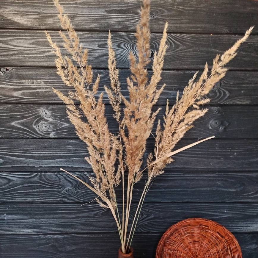 Pasto de caña seca grande pasto seco de pampas pasto pampas | Etsy