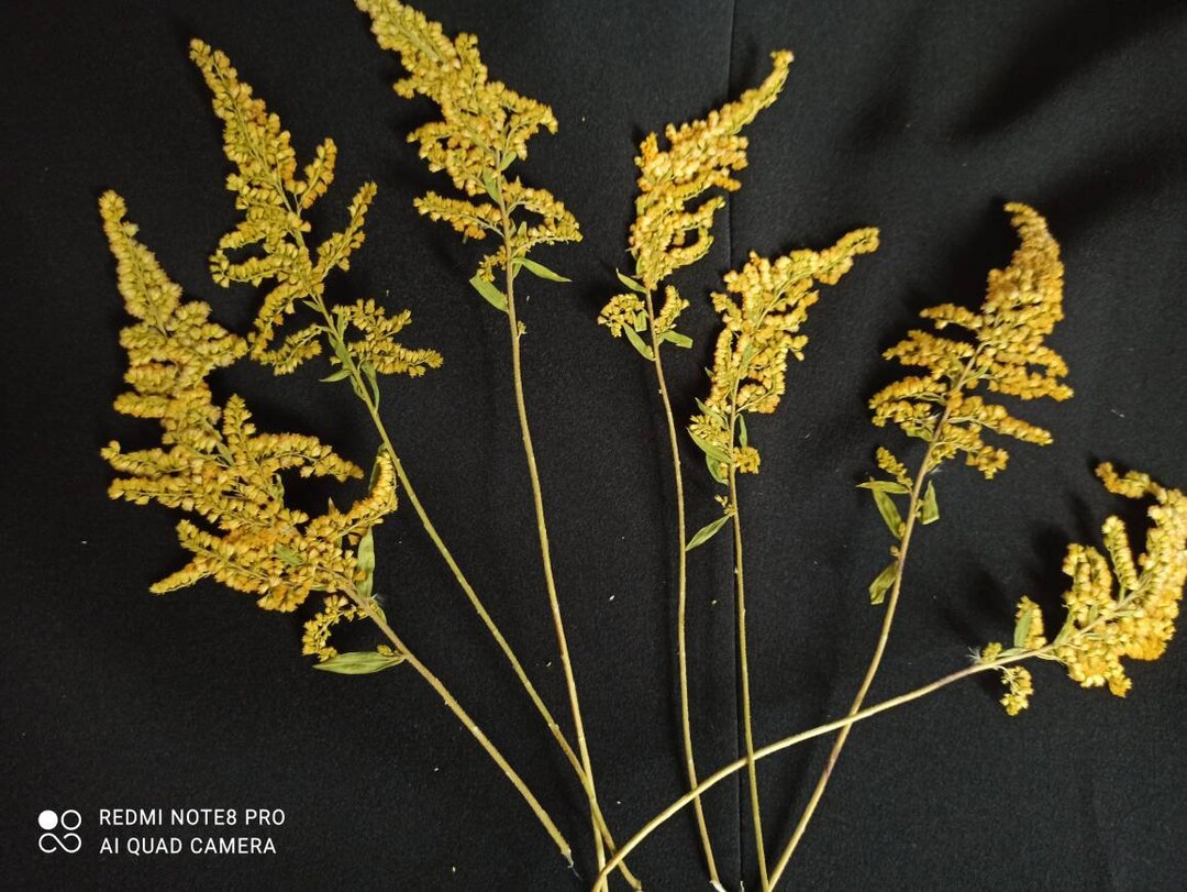 Pressed Goldenrod Flower Stems,solidago Canadensis,dried Yellow ...