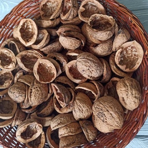 Walnut Shell Halves, Walnut Halves Creativity, Walnut Slices - Etsy