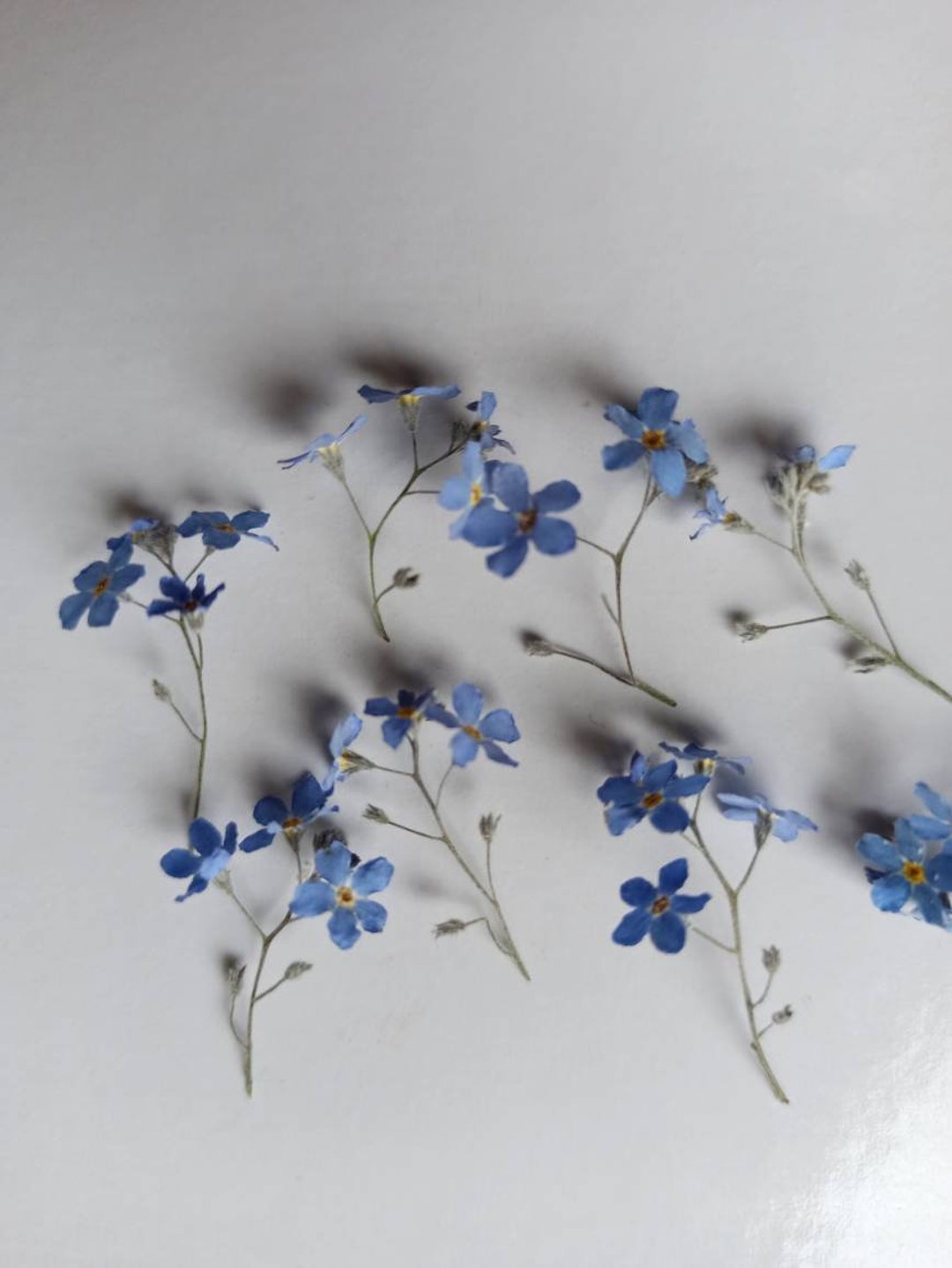 Forget Me Nots,dried Flower Heads,dried Forget Me Notes,dried Flowers ...