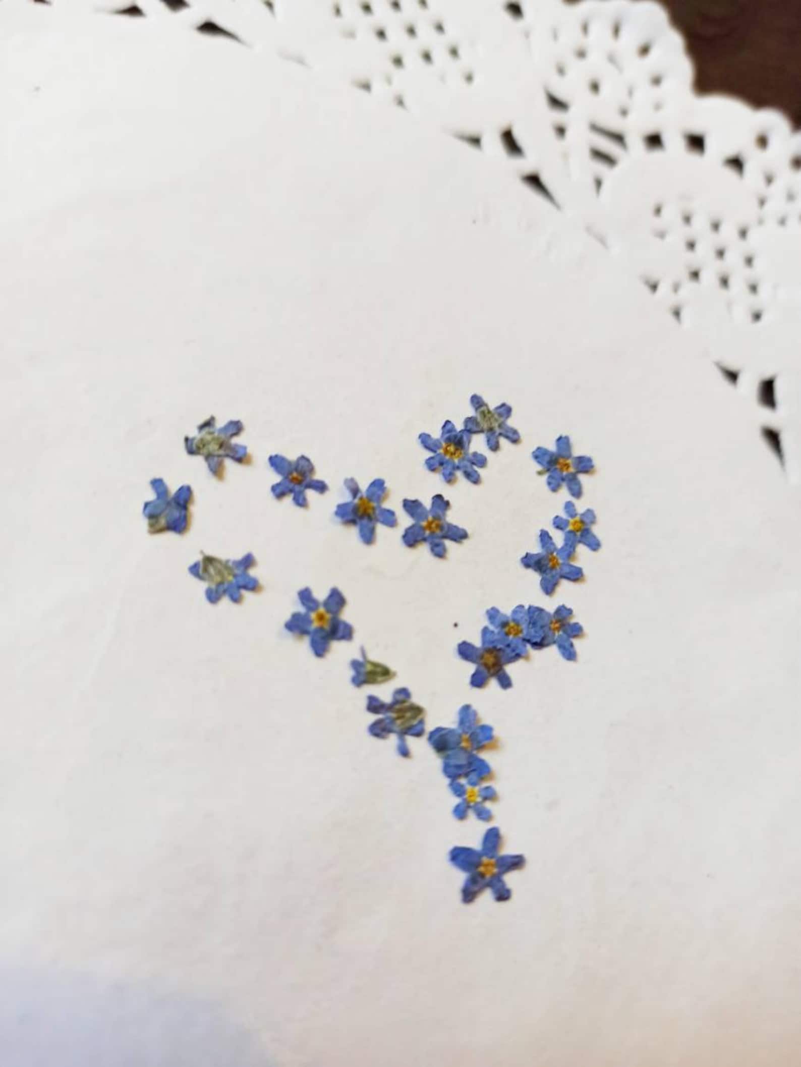 Pressed Forget-me-not Flowers 2050pcsblue Forget Me Nots - Etsy