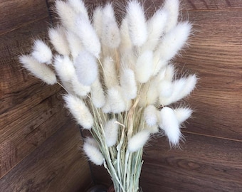 Lagurus White Dried Hare's Tail Grass Bunny Tail Dried - Etsy