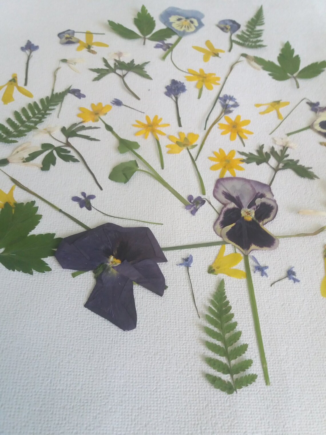 Natural Pressed Flowerspressed Leaves Green Leaves Pressed | Etsy