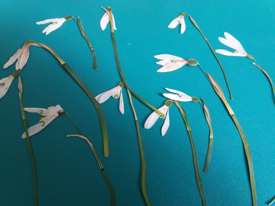 Natural Pressed Flowers,pressed Flowers,pressed Snowdrop Flowers,white ...