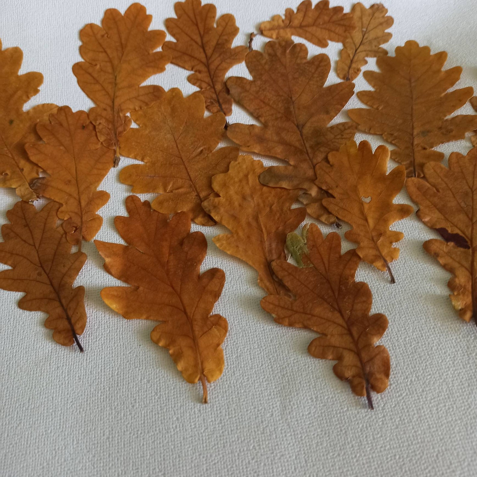 Autumn Oak Leaves Fall Oak Leaves - Etsy