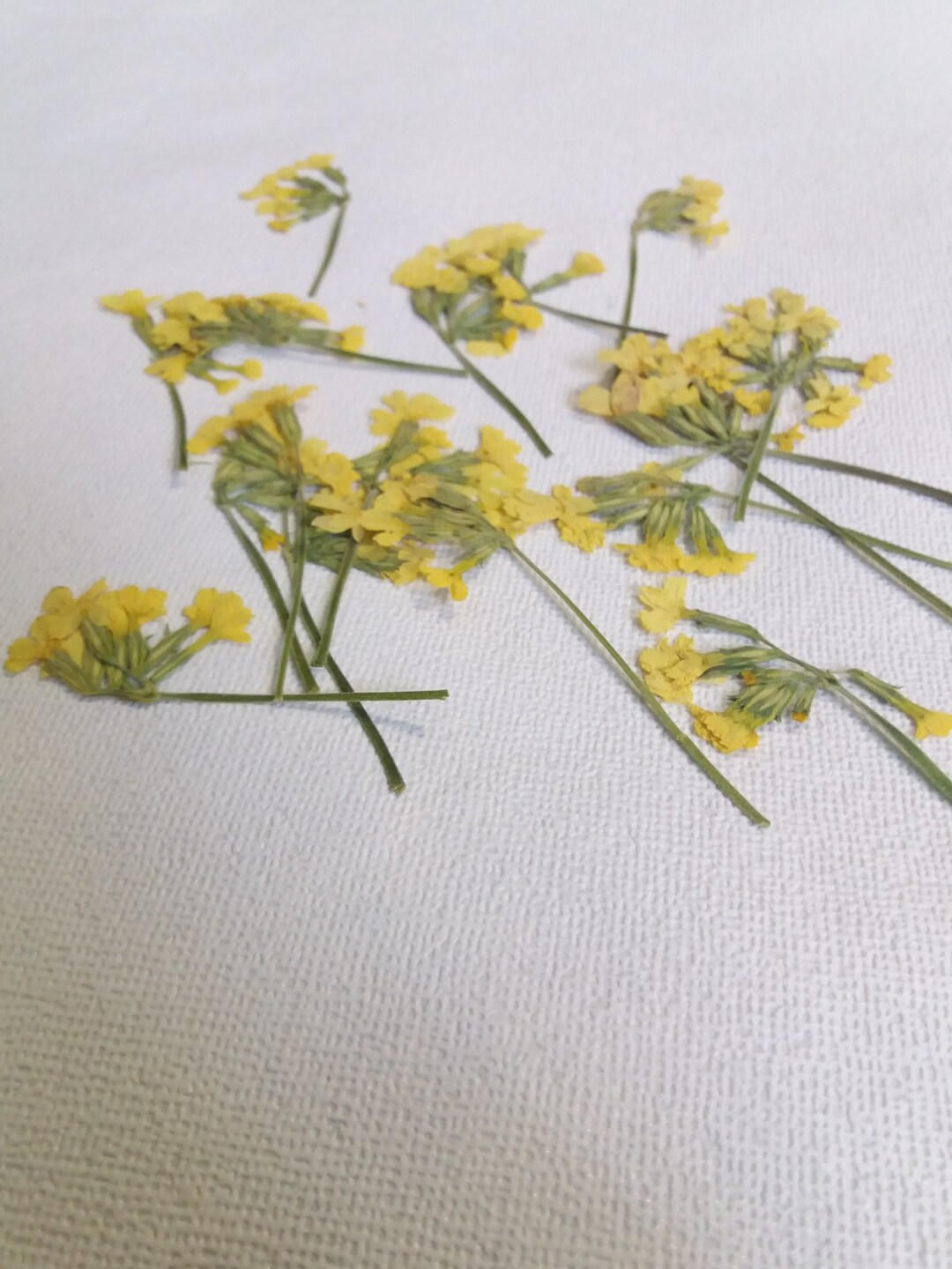 15 Yellow Pressed Flowers,real Pressed Flowers,marsh Marigold Flowers ...