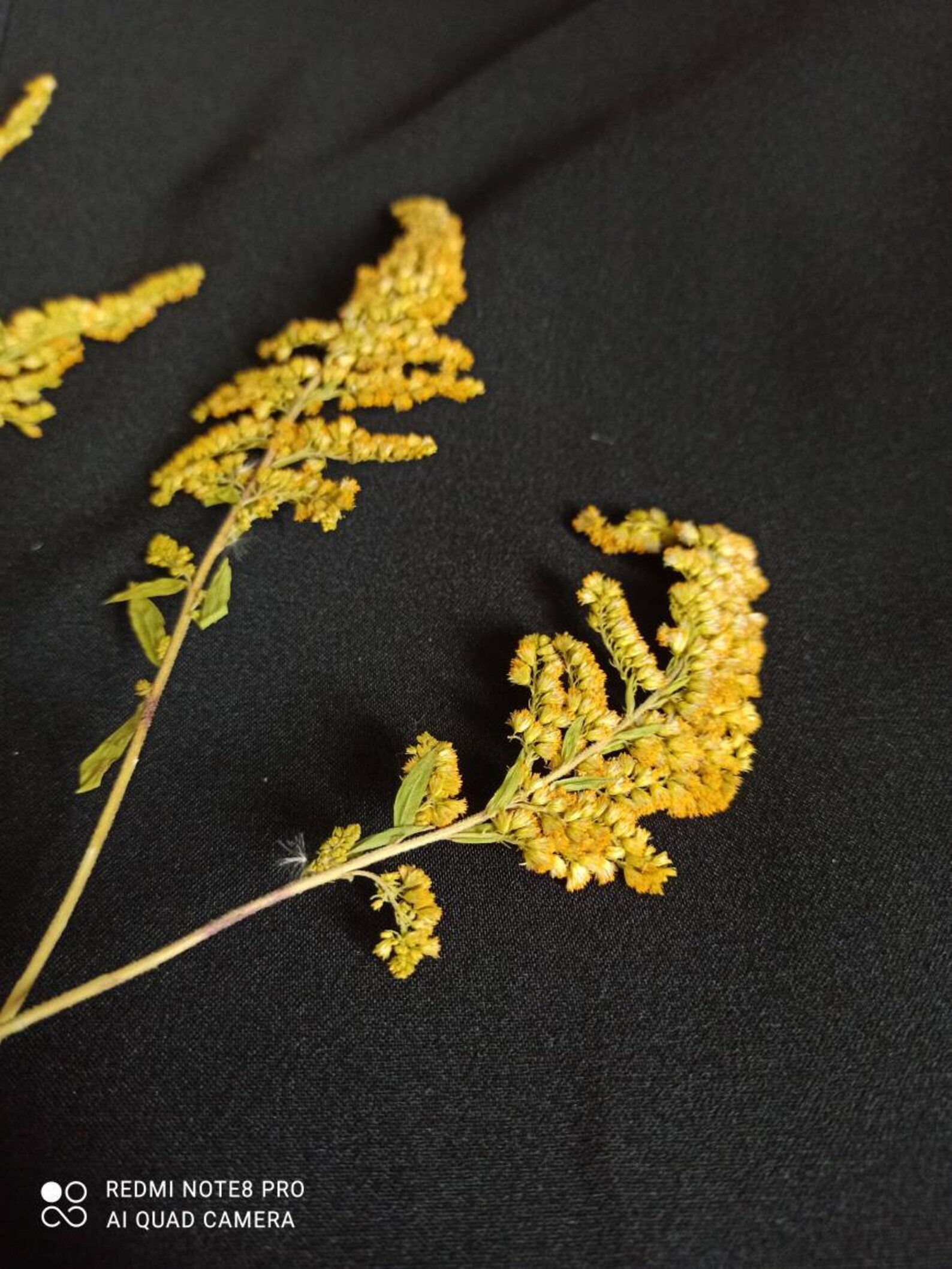 Pressed Goldenrod Flower Stemssolidago Canadensisdried - Etsy