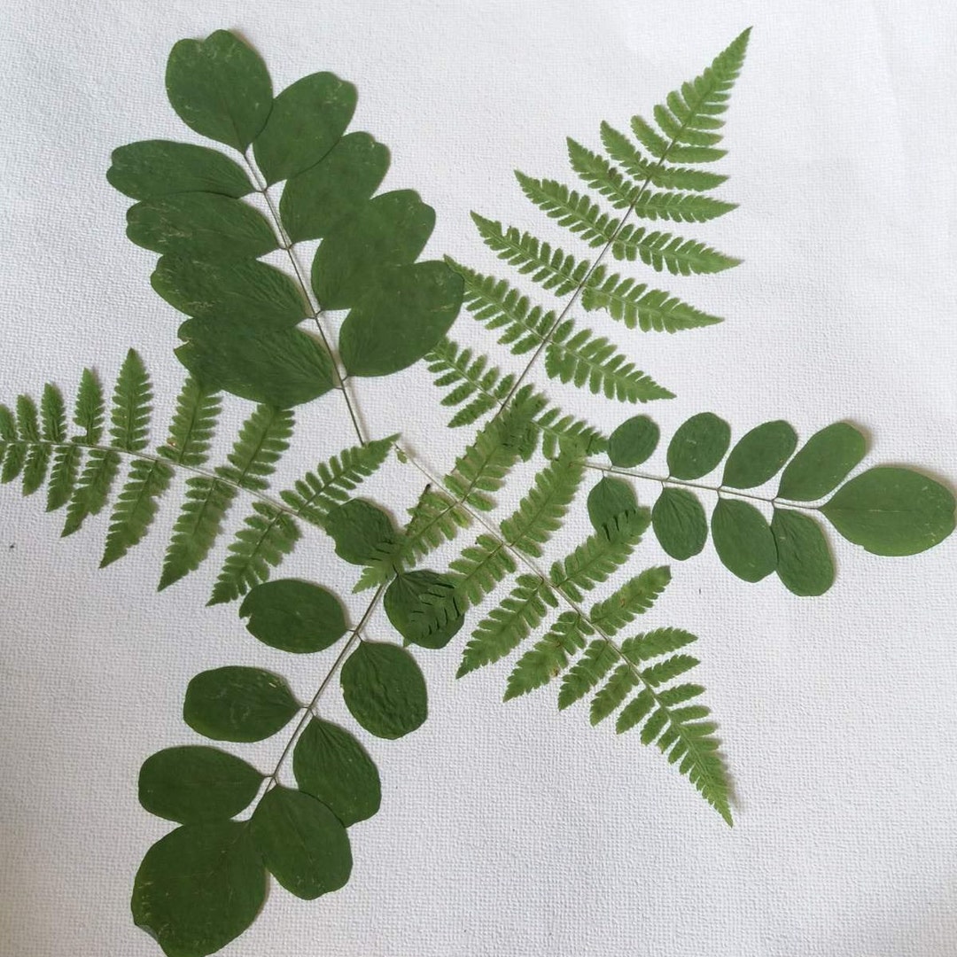 Dried Greenery Small Leaves,pressed Leaves,greenery Leaf,small Dried ...